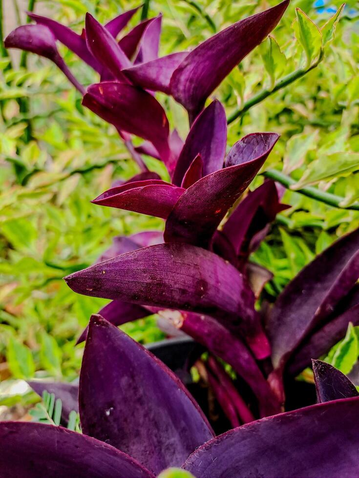 Purple aloe vera plant 55510198 Stock Photo at Vecteezy