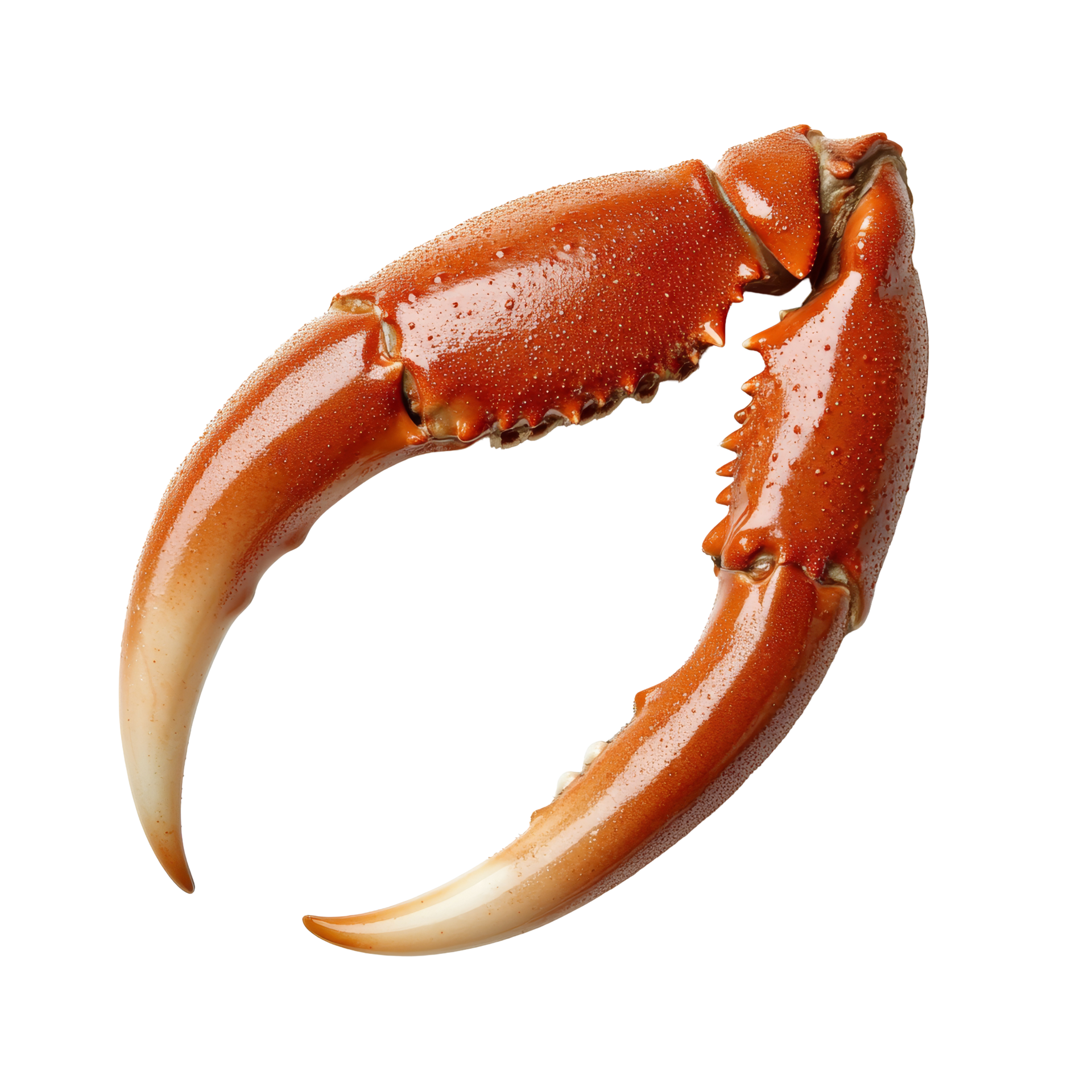 A detailed view of a crab claw isolated on a transparent background showcasing its rich ...