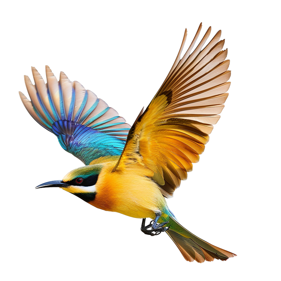 A Vivid Bluetailed Beeeater Bird In Flight Stunning Wings And Feathers 55540617 Png