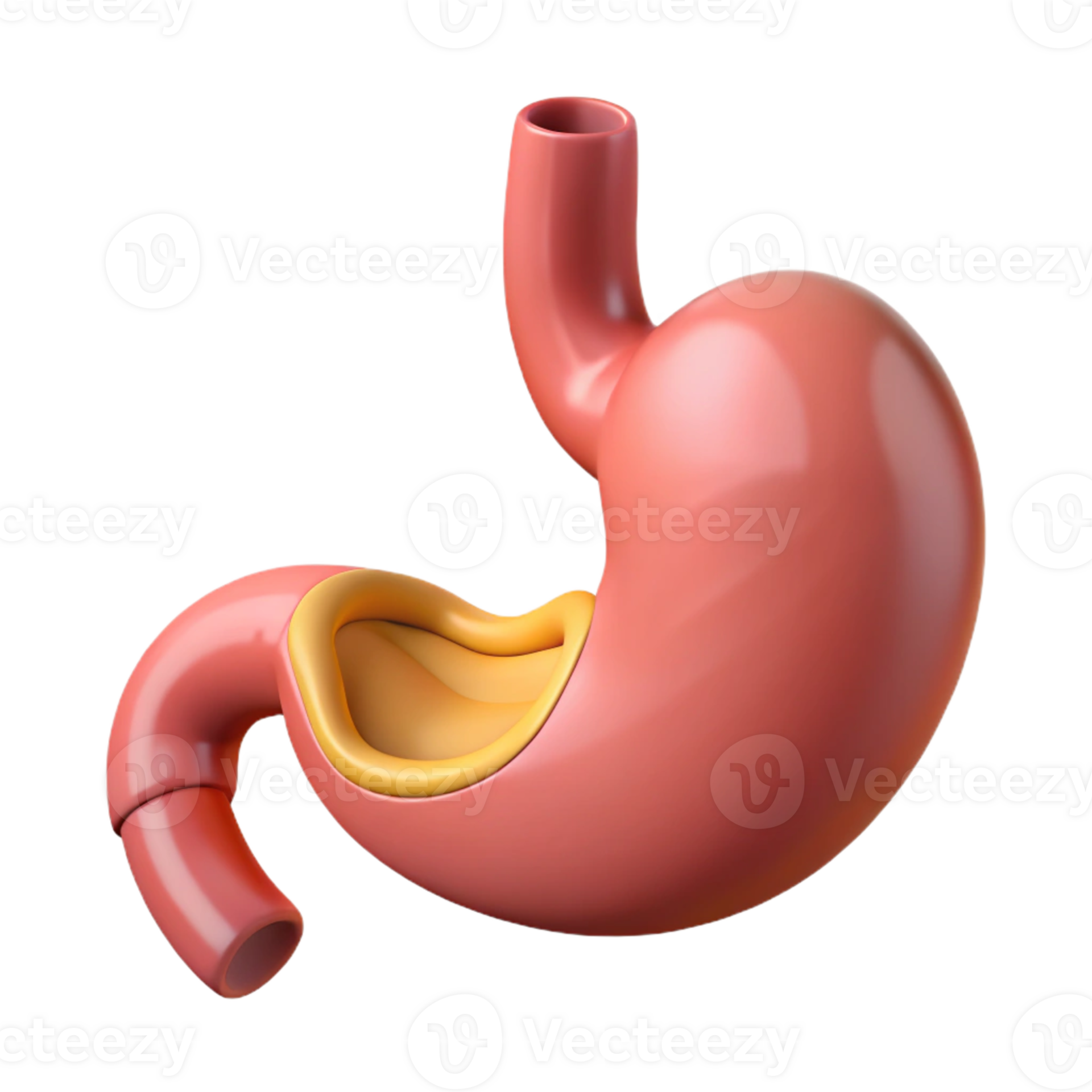 Stomach anatomy showing internal organs 55552003 PNG Stomach anatomy showing internal organs 55552003 PNG