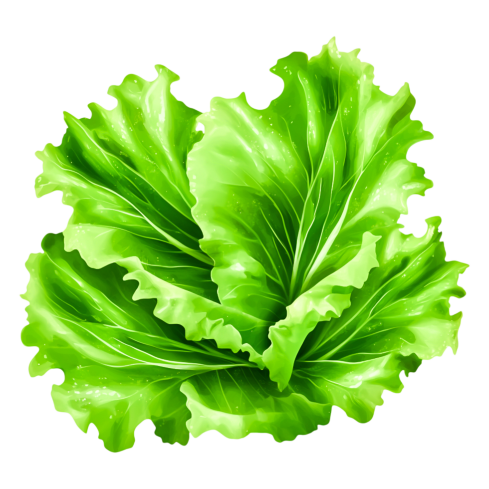 Green Lettuce Leaves 55661656 PNG Green Lettuce Leaves 55661656 PNG