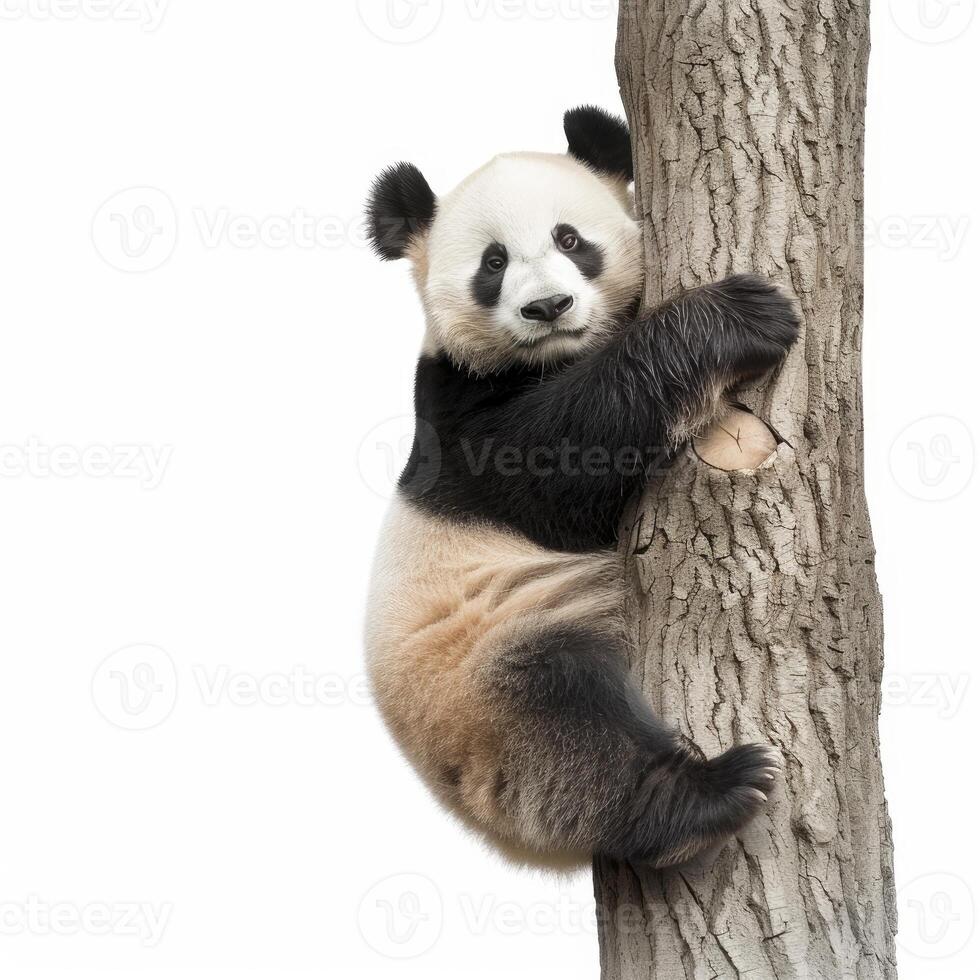 Young playful panda climbing tree on white background 55699537 Stock ...