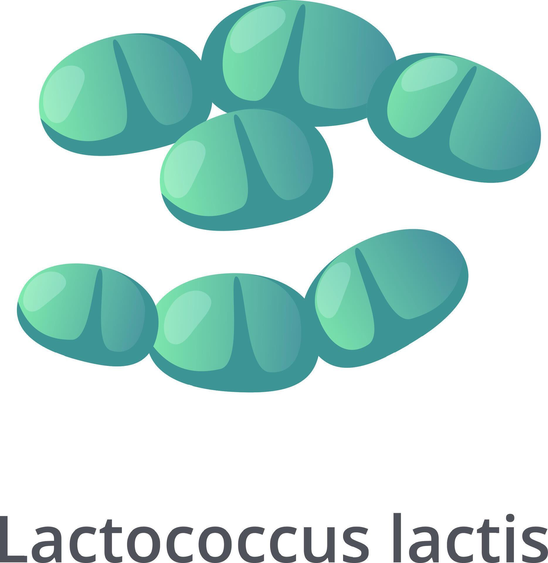 Lactococcus Lactis Bacteria Forming A Chain And A Cluster Probiotic Bacterium Lactic Acid