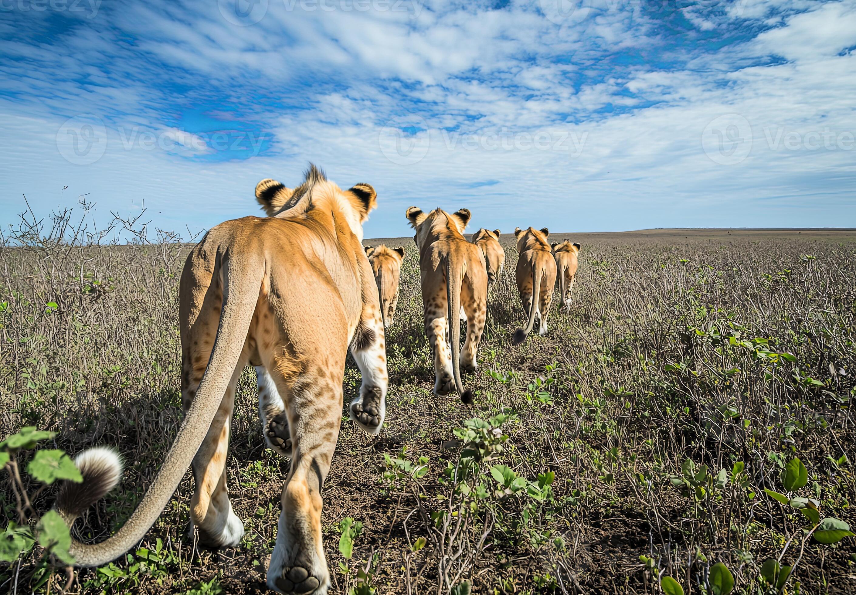 Some lions walking through savanna back view 55715707 Stock Photo at Vecteezy