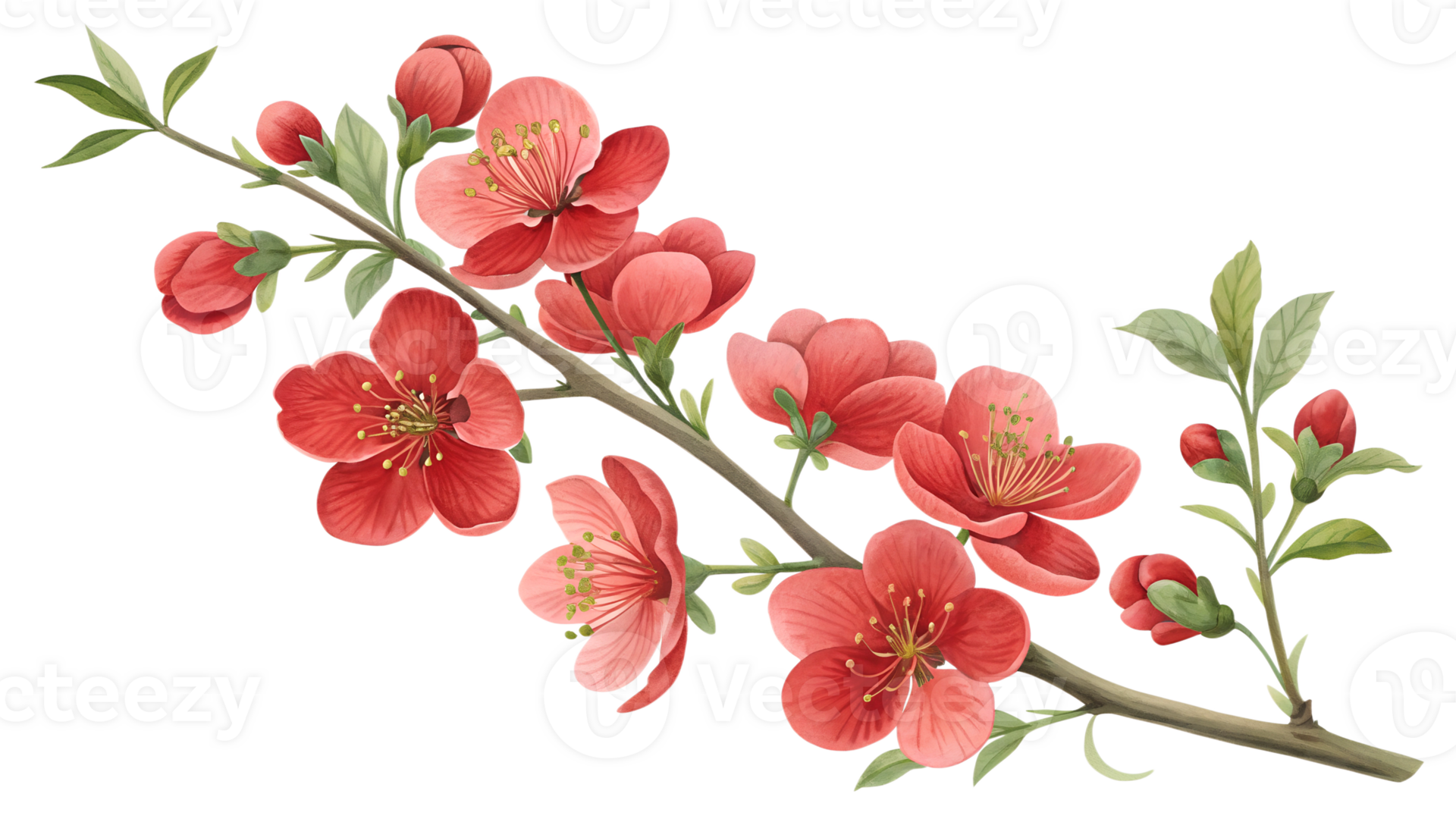 Blooming Cherry Branch 55841474 PNG