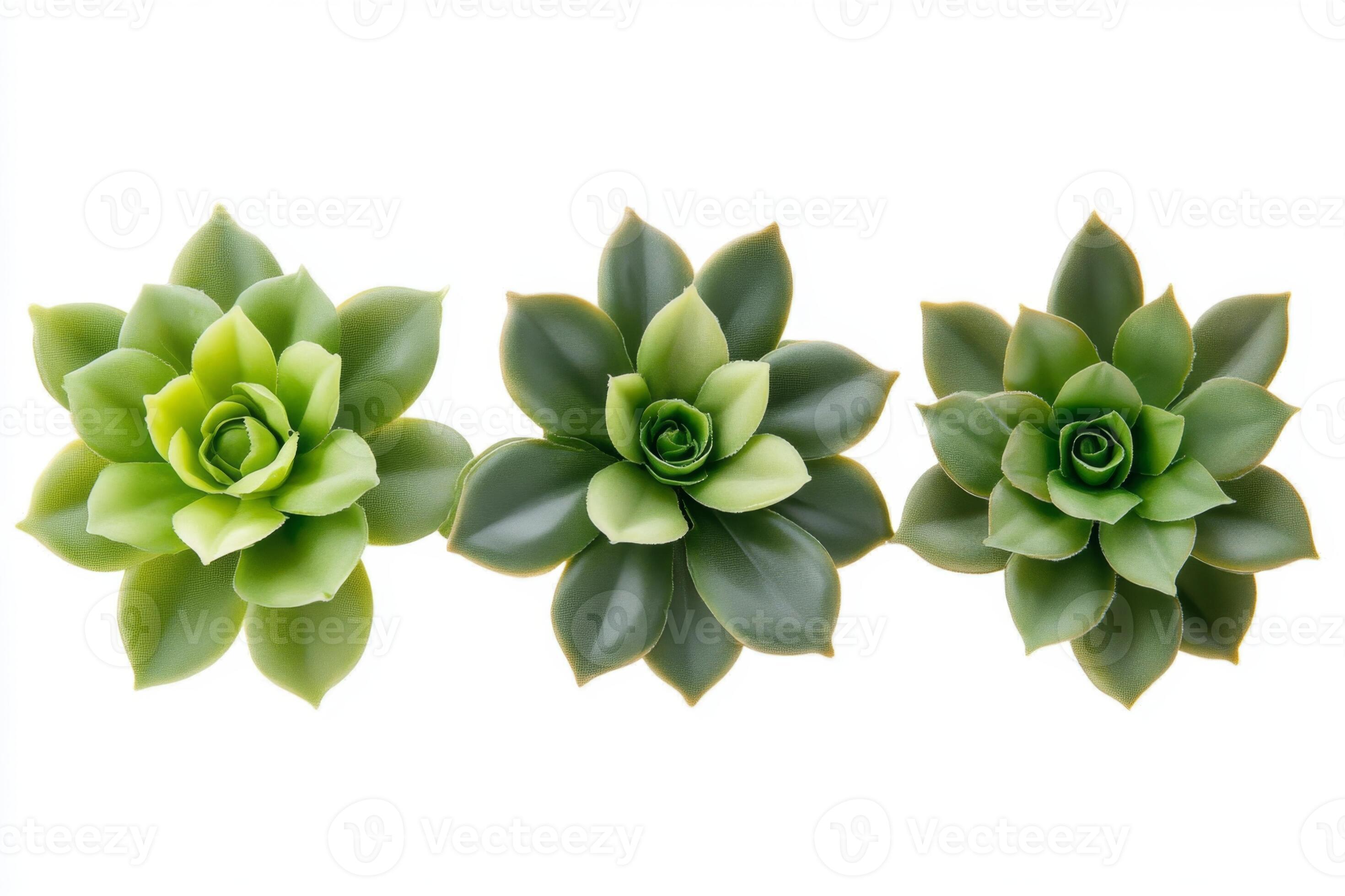 Three Succulents in a Row 56047875 Stock Photo at Vecteezy