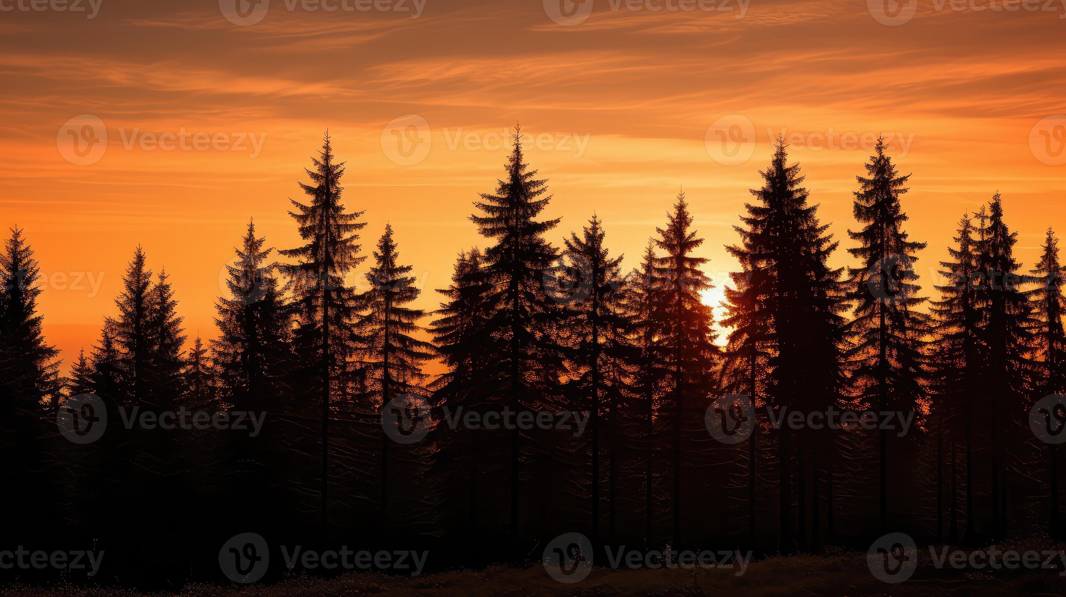 sunsky forest tree line 56063036 Stock Photo at Vecteezy