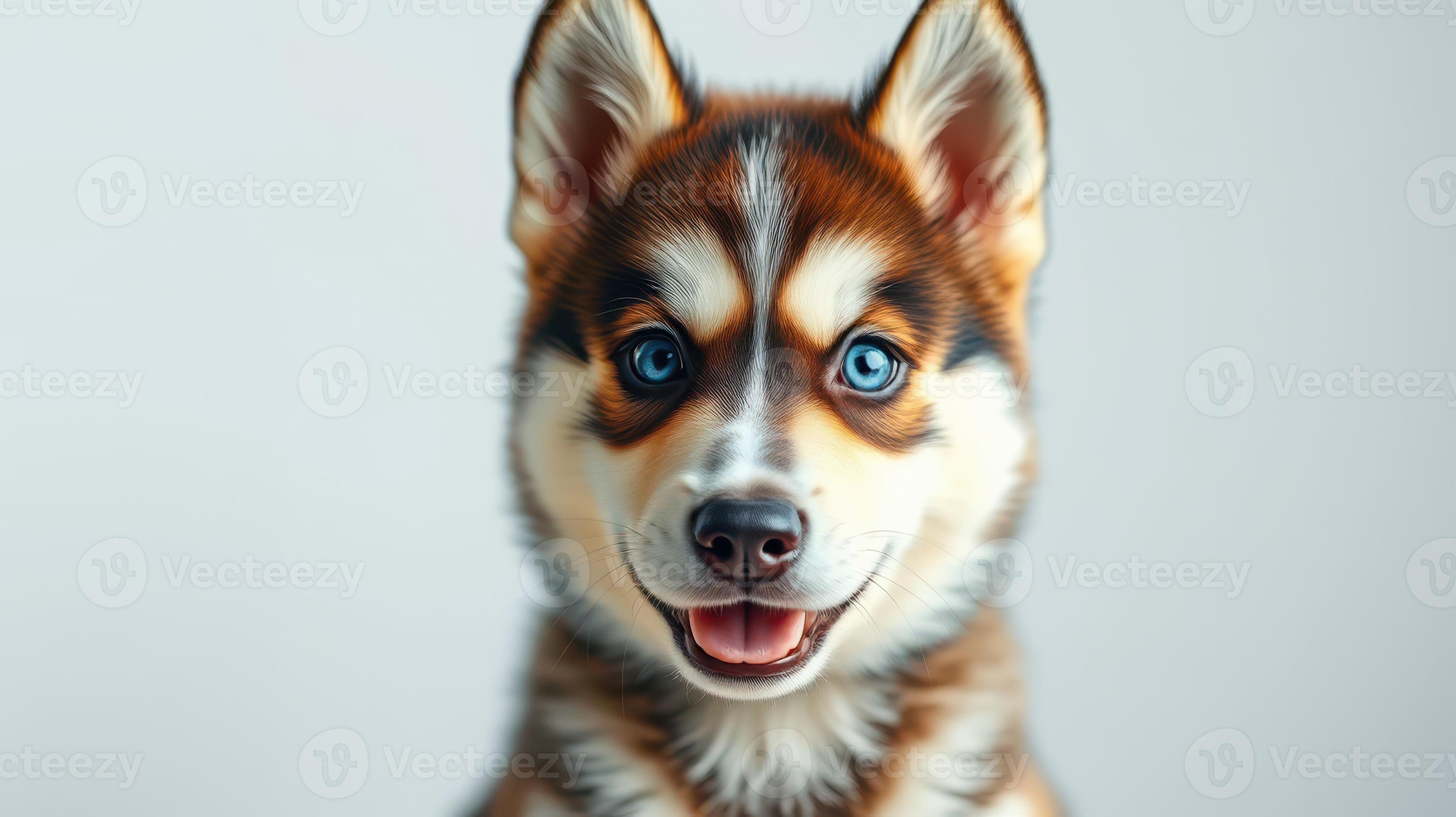 Happy husky puppy with bright blue eyes looking directly at the camera in a studio setting ...