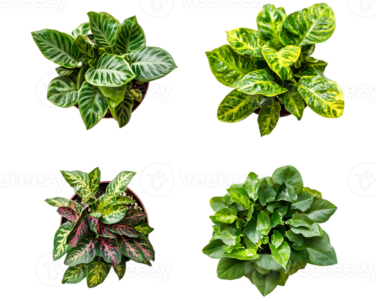 Vibrant Potted Plants Overhead View 56487237 PNG Vibrant Potted Plants Overhead View 56487237 PNG