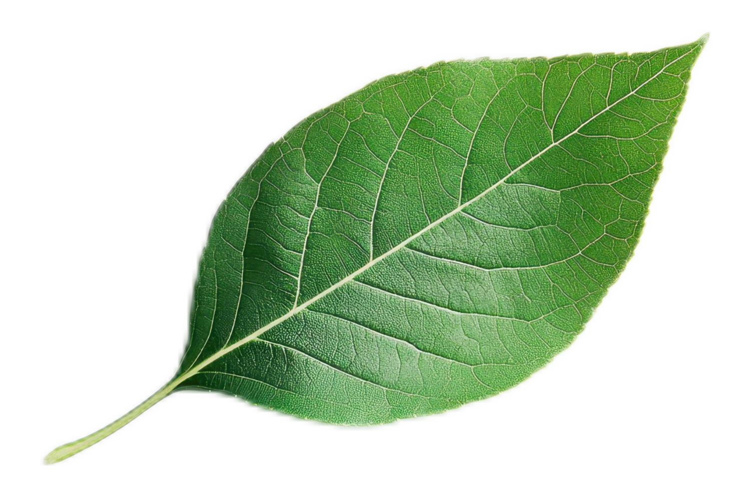 A single green leaf showing its intricate vein structure 56505641 PNG A single green leaf showing its intricate vein structure 56505641 PNG