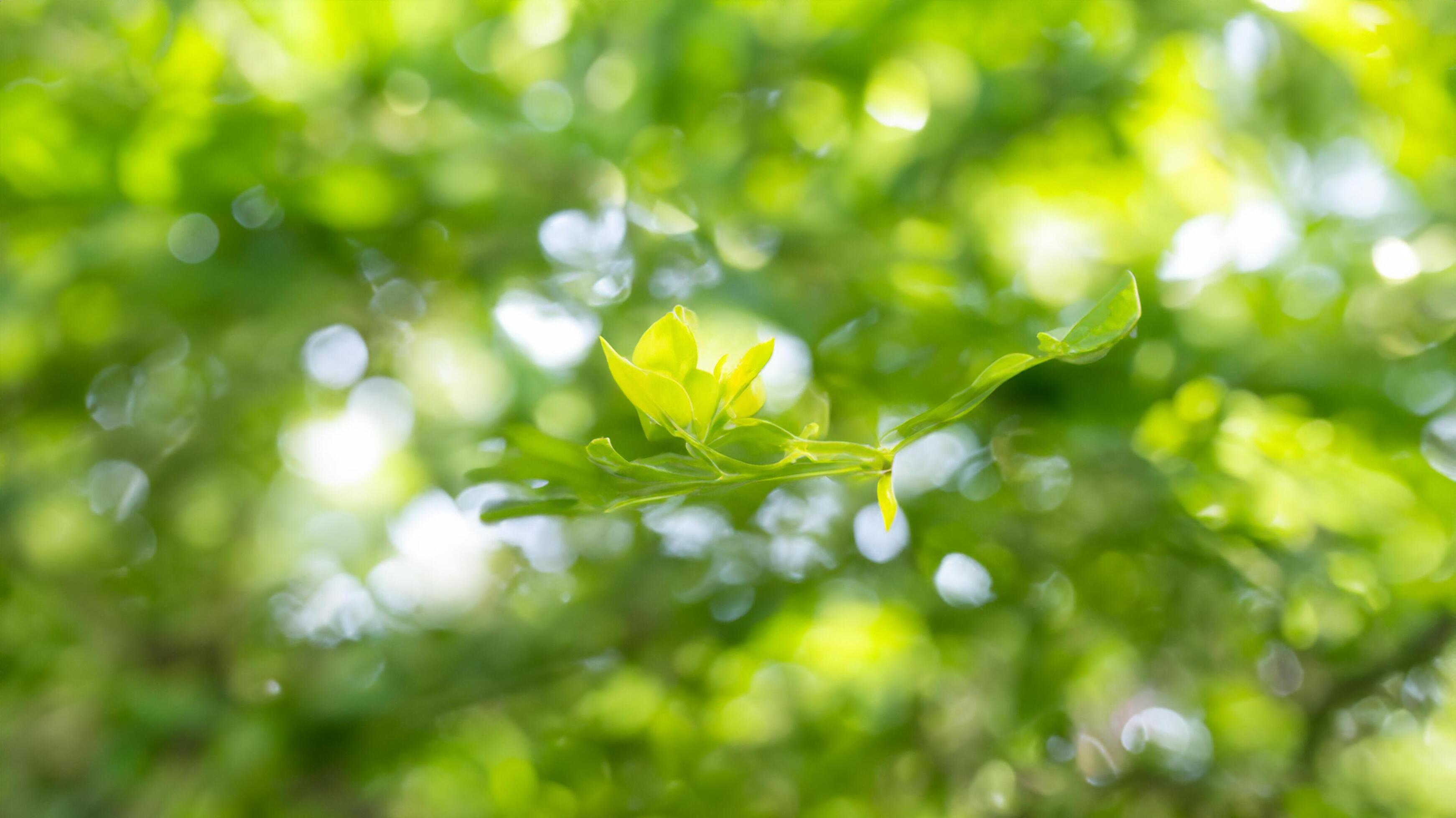 New leaf sprout, sunlight, bokeh background, garden, spring 56530675 ...
