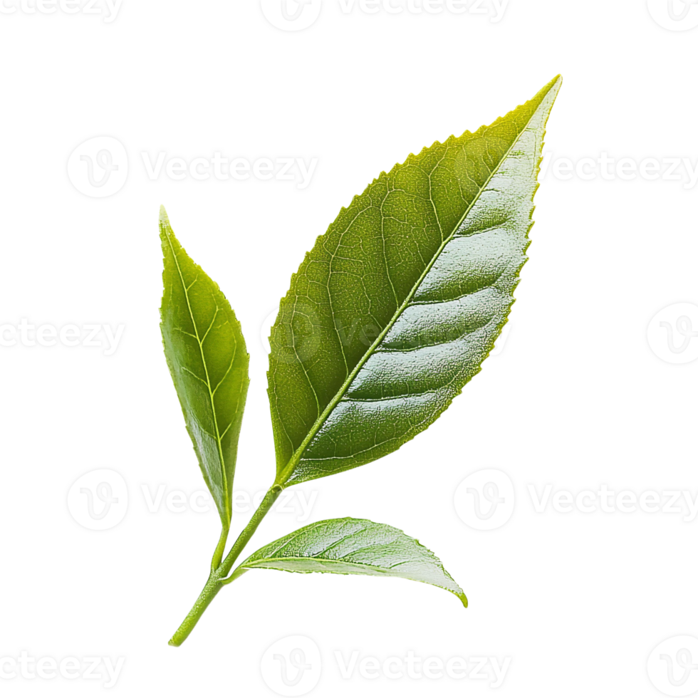 Natural Green Tea Leaf Branch Isolated on Transparent Background ... Natural Green Tea Leaf Branch Isolated on Transparent Background ...