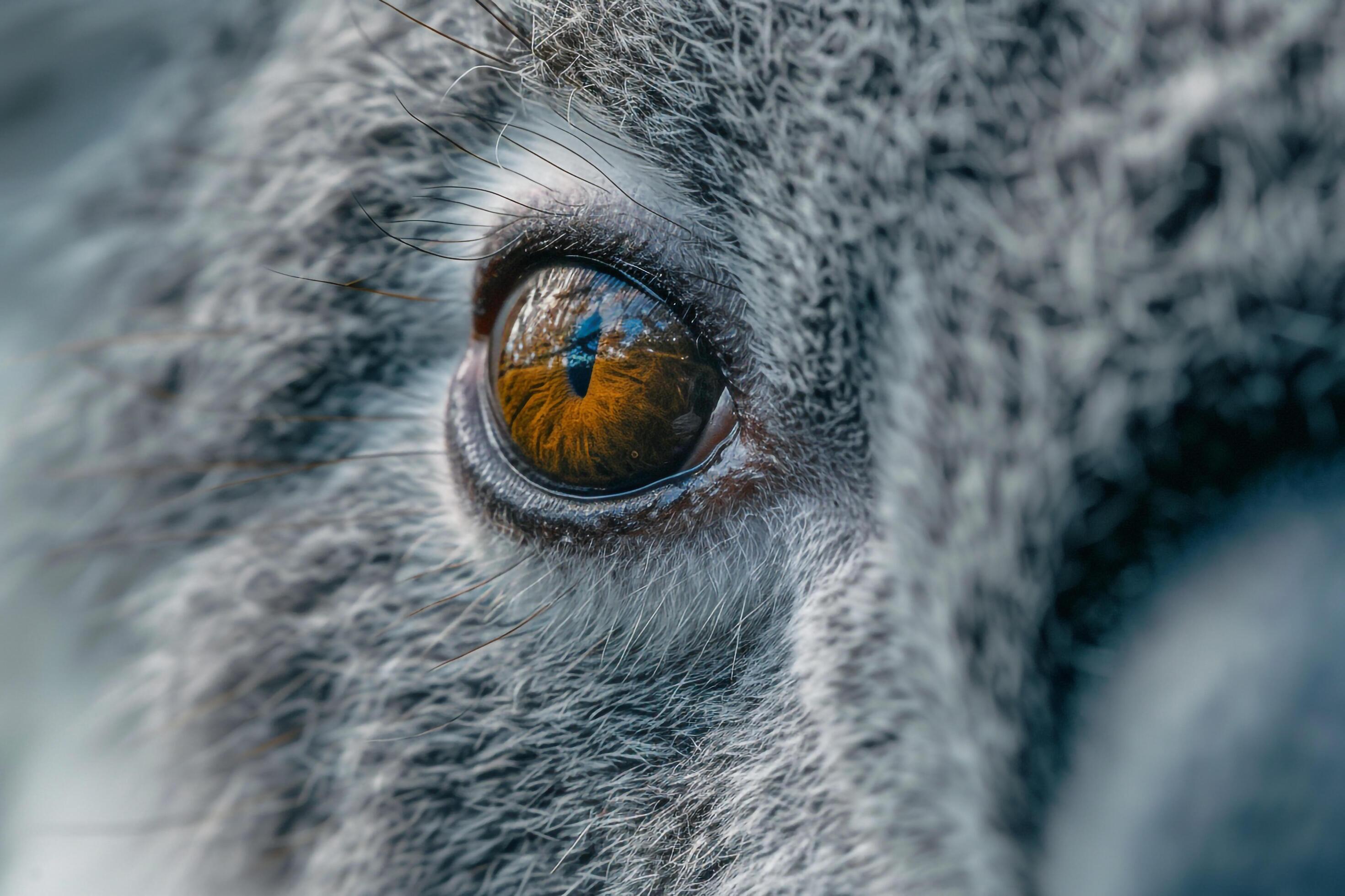 of Koalas Eye with Fur and Gentle Contemplative Gaze nature background 56624762 Stock Photo at ...