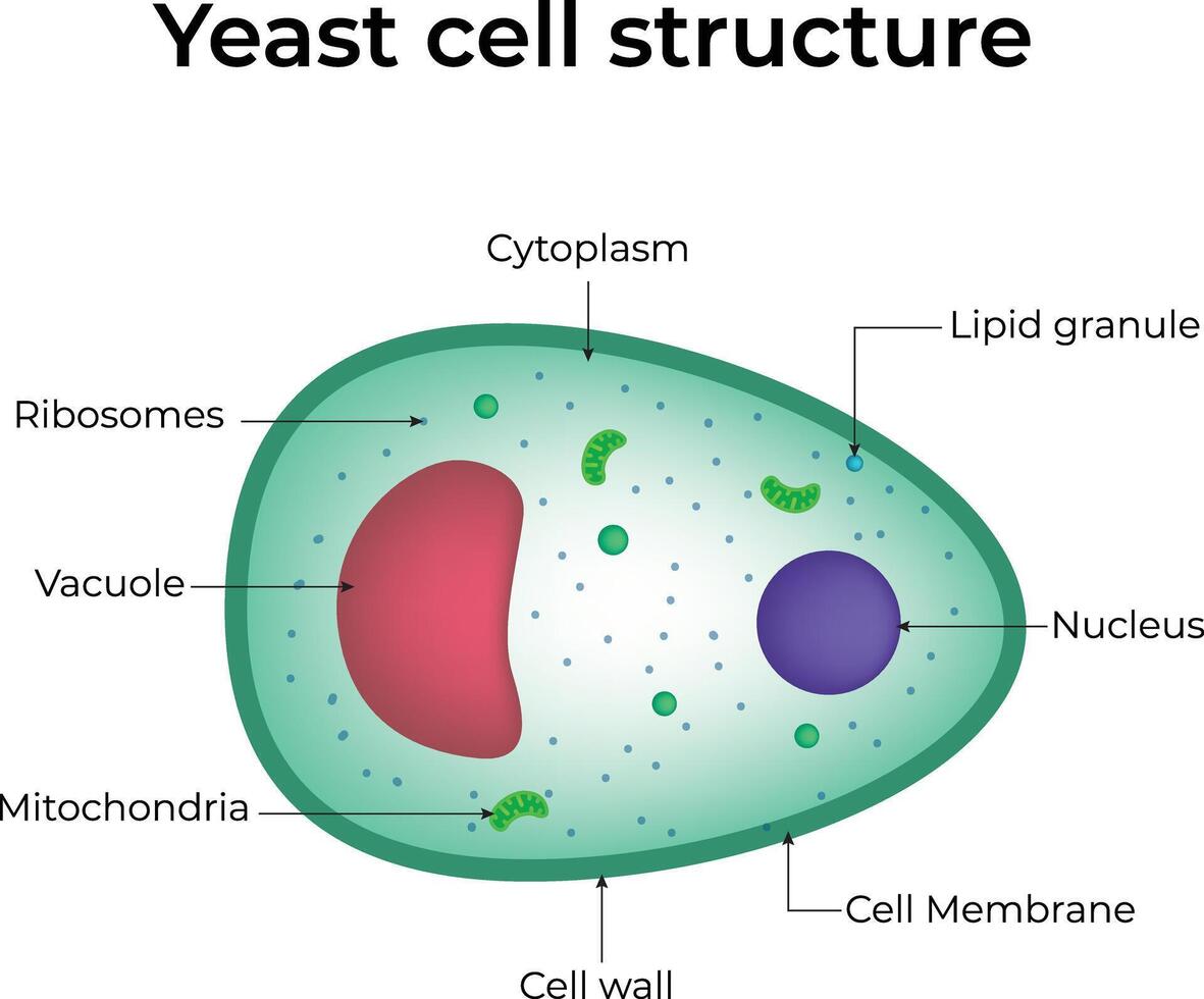 The Cell Structure Of Yeast With Diagram Yeast Cell