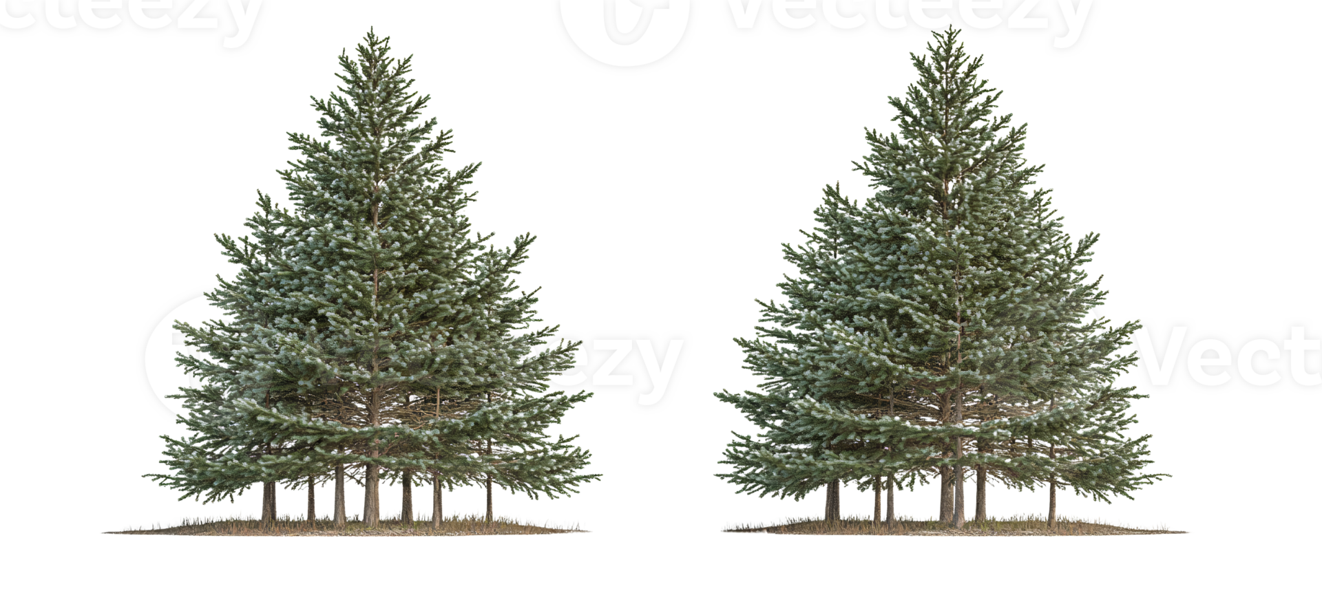 Coniferous trees on transparent background, winter forest, group of ... Coniferous trees on transparent background, winter forest, group of ...
