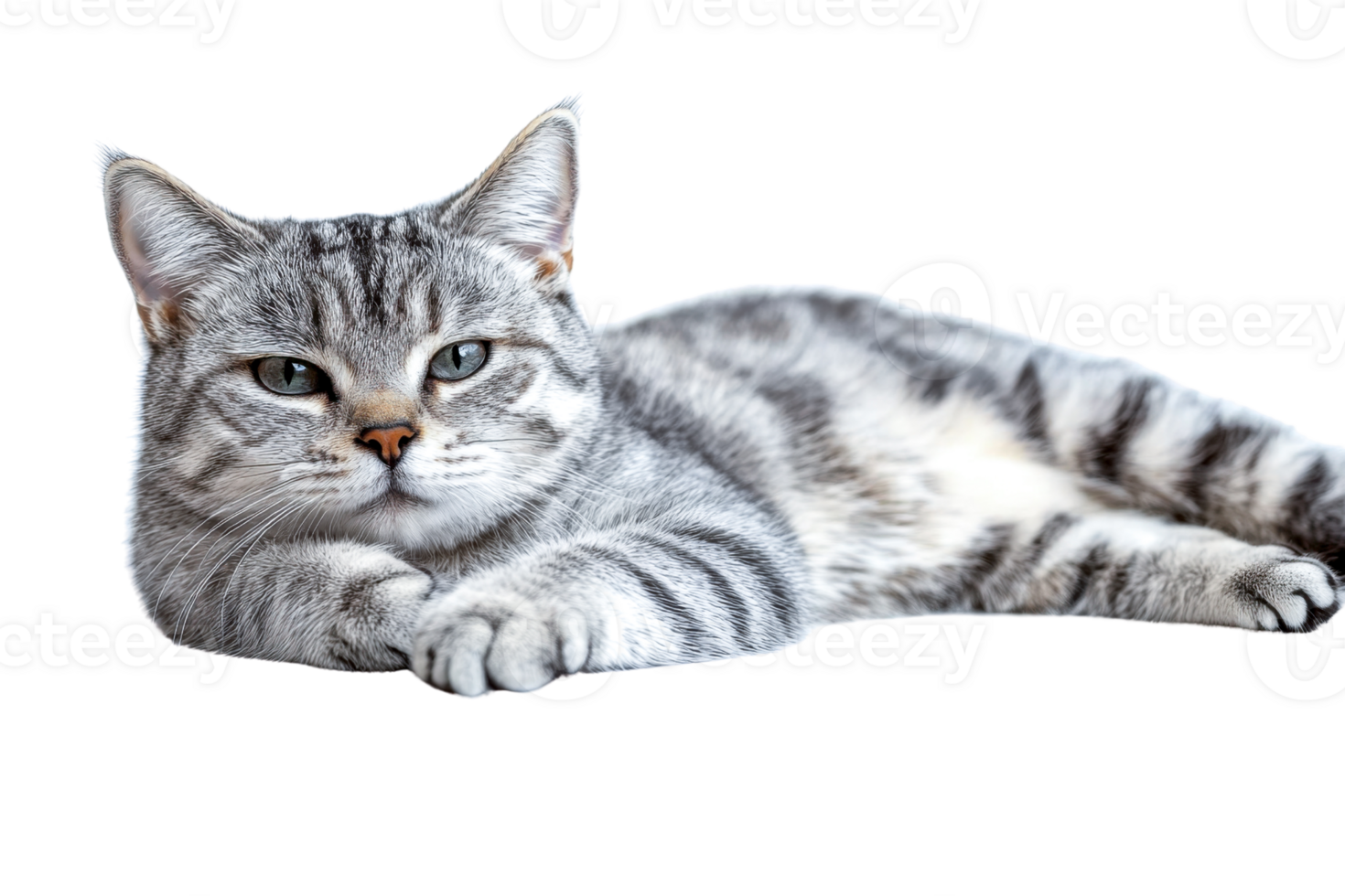 gray tabby cat lying down isolated 56783628 PNG gray tabby cat lying down isolated 56783628 PNG