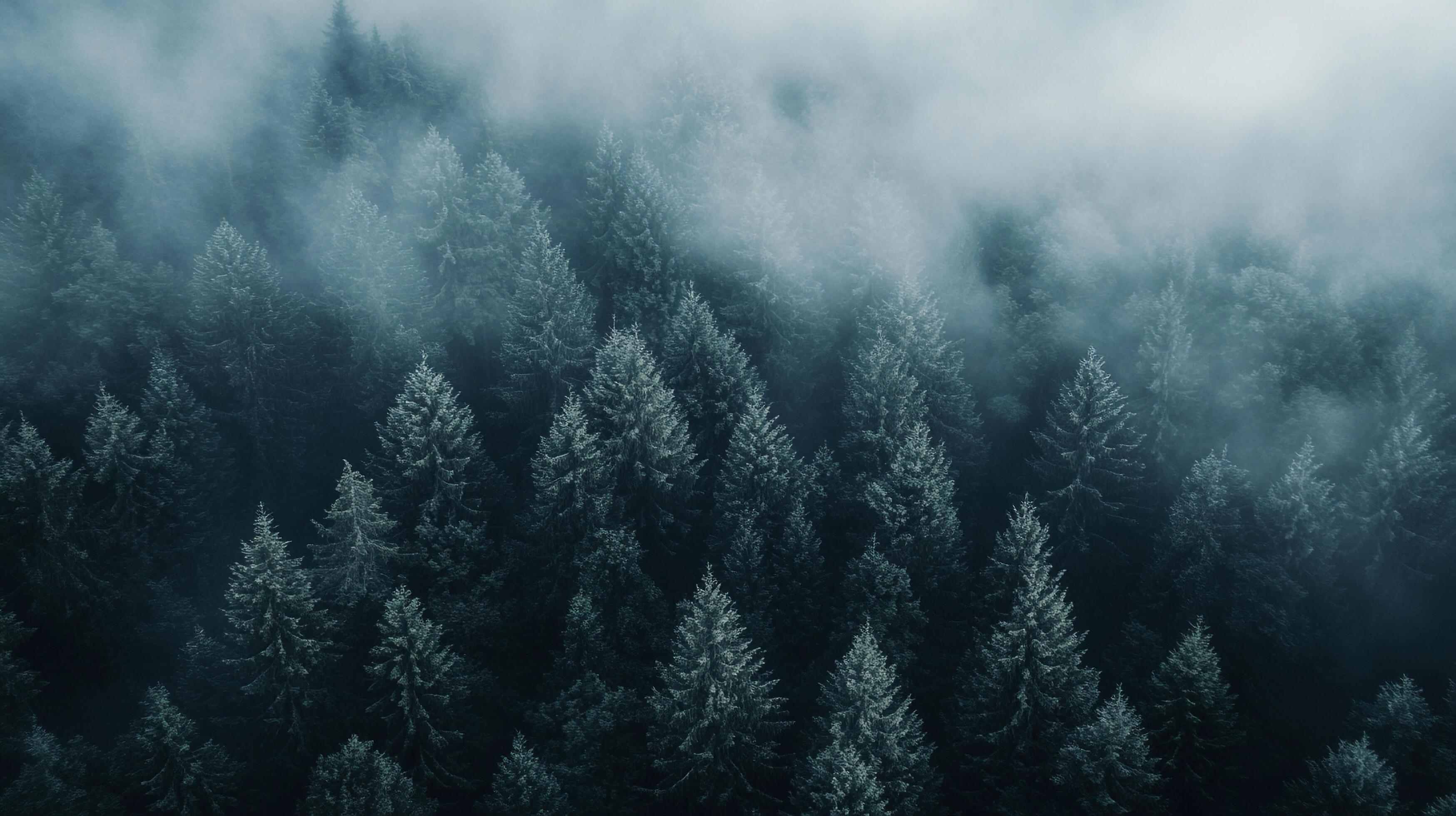 An enchanting view of a dense evergreen forest shrouded in mist, creating layers of depth and ...