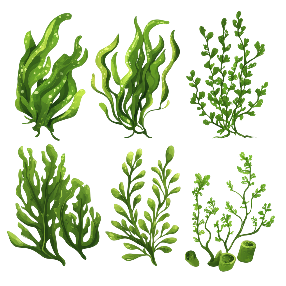 Illustrations of green seaweed and aquatic marine algae showcasing ... Illustrations of green seaweed and aquatic marine algae showcasing ...