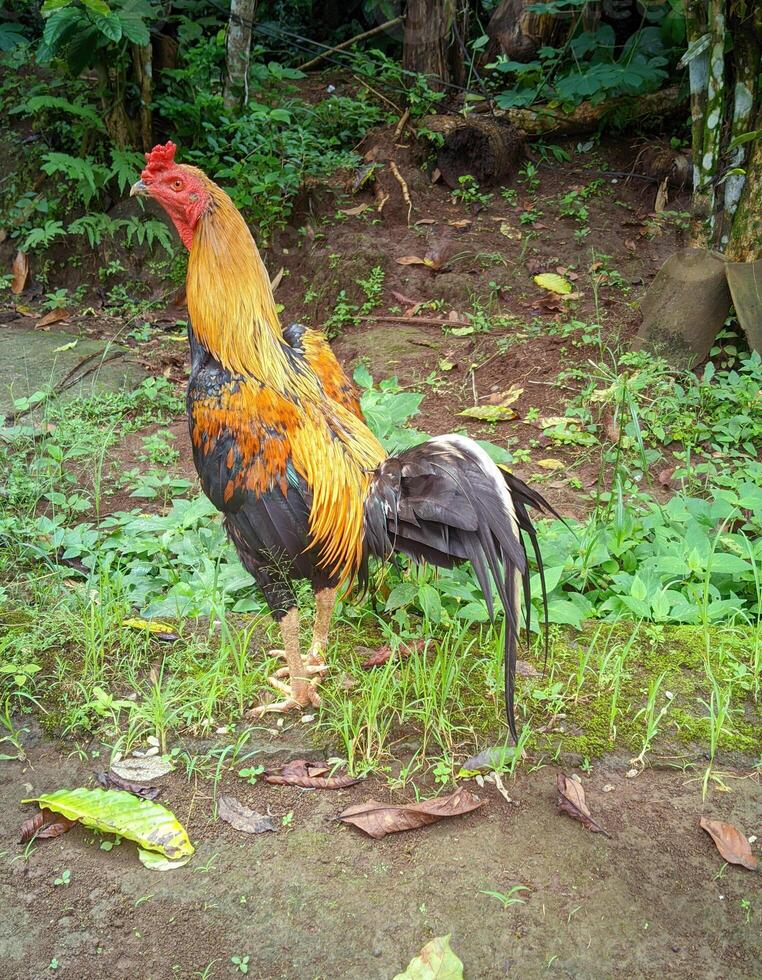 Majestic Rooster in park 57215404 Stock Photo at Vecteezy