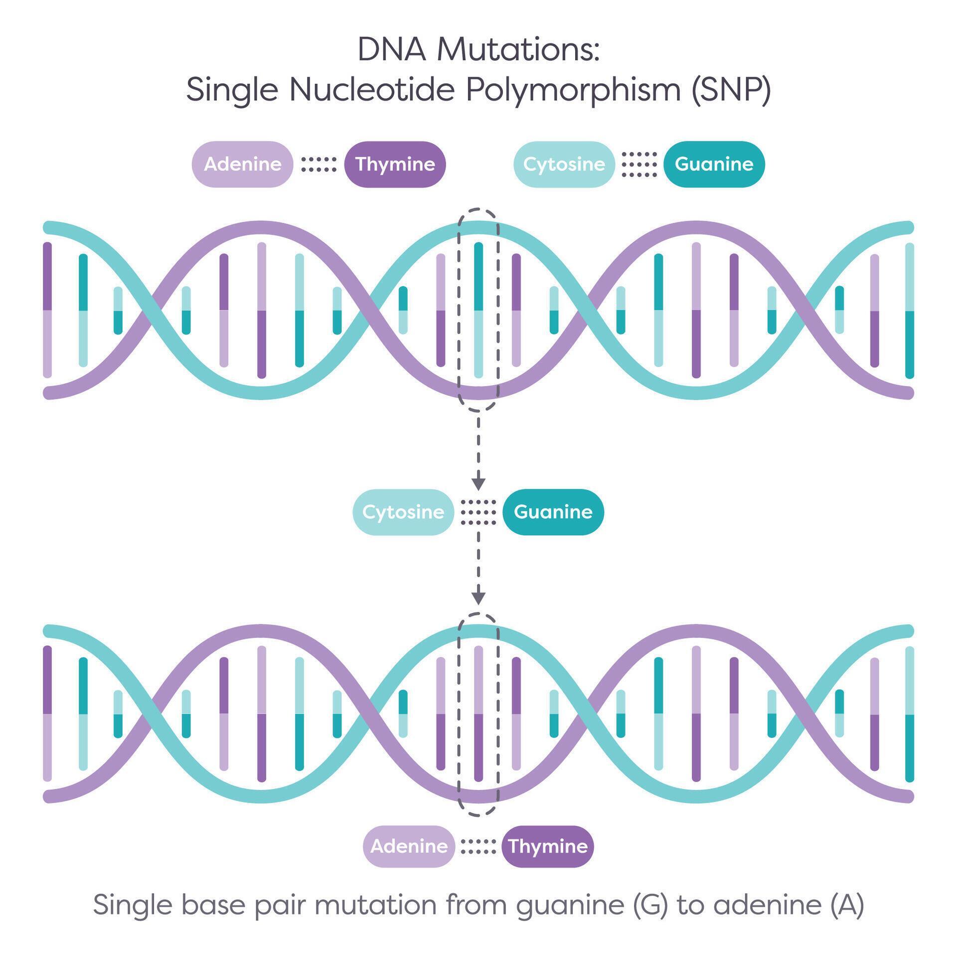 Single Nucleotide Polymorphism Snps Dna Mutation Diagram 57365001