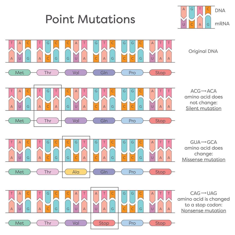 Dna Substitution Deletion And Insertion Point Mutations Diagram 57365009 Vector Art At Vecteezy