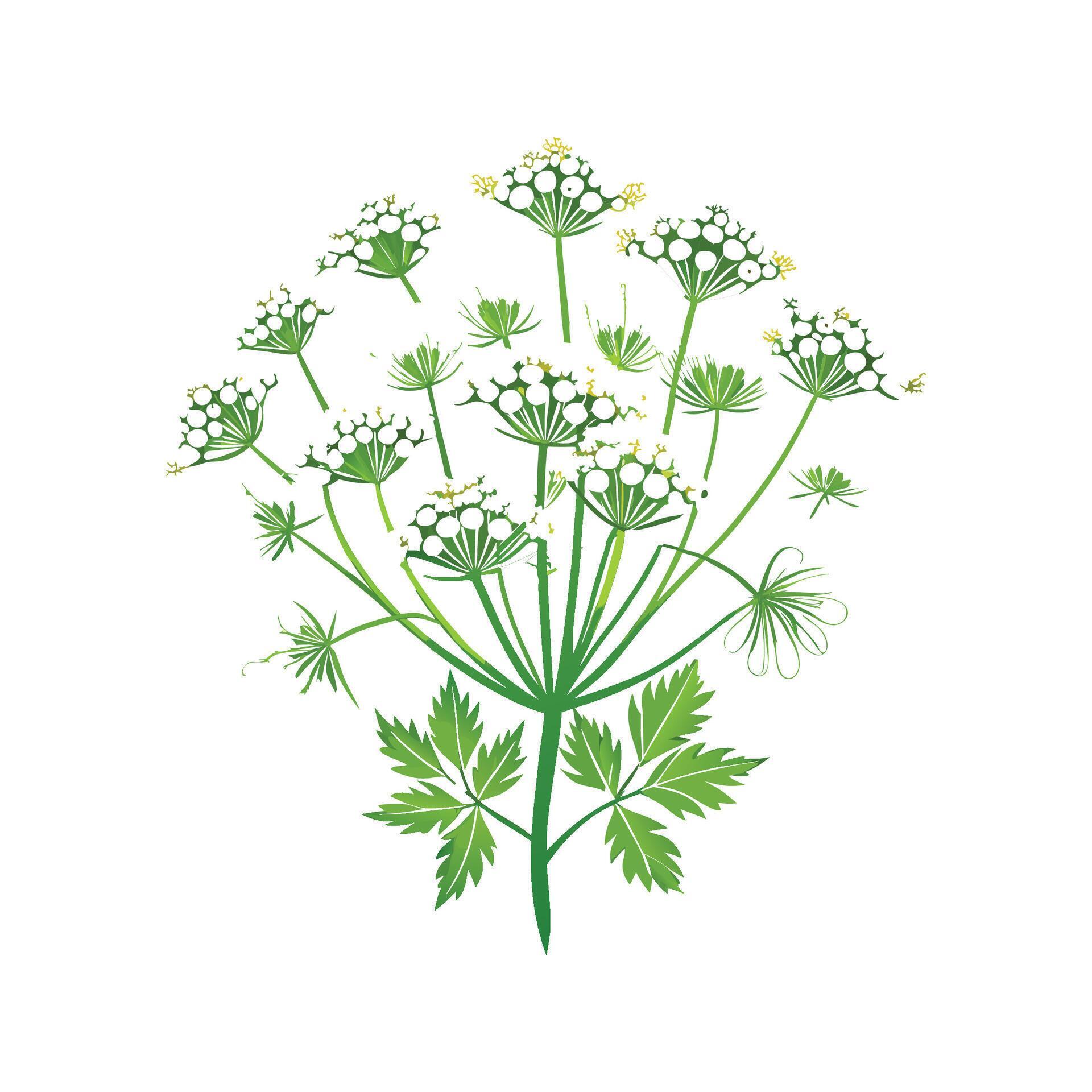 Stylish Queen Annes Lace Plant Leaf 57393136 Vector Art at Vecteezy