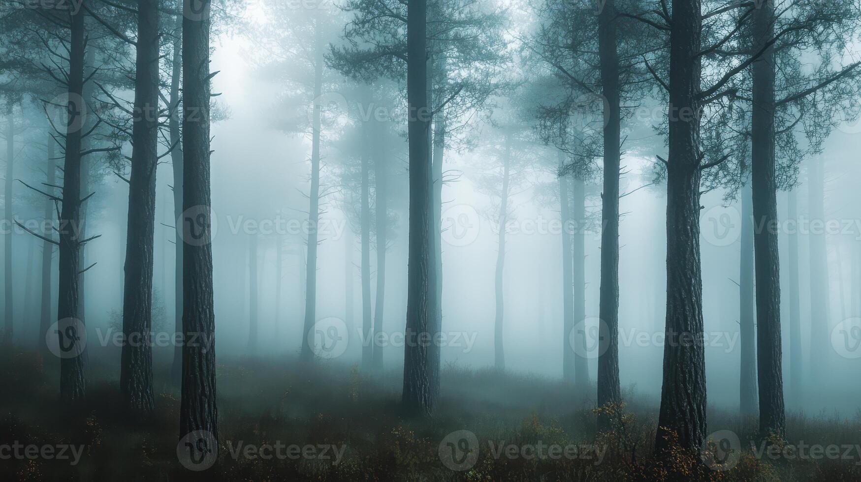 A misty forest scene with tall trees enveloped in fog, creating a serene atmosphere 57422787 ...