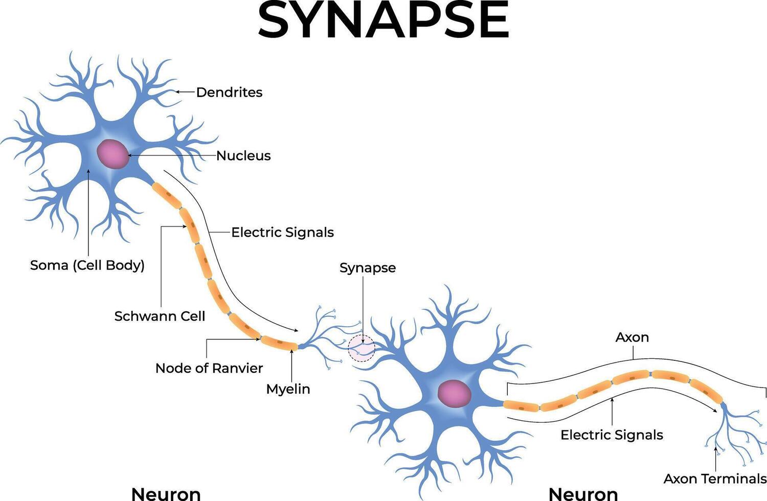 Synapse Neuron Communication Design Illustration 57426129 Vector Art at Vecteezy