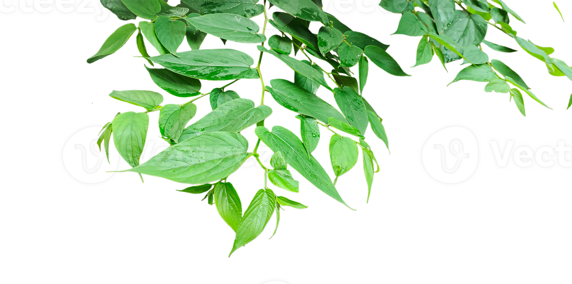 green leaves with tree branch, green leaves on a branch , Green Leaves ...