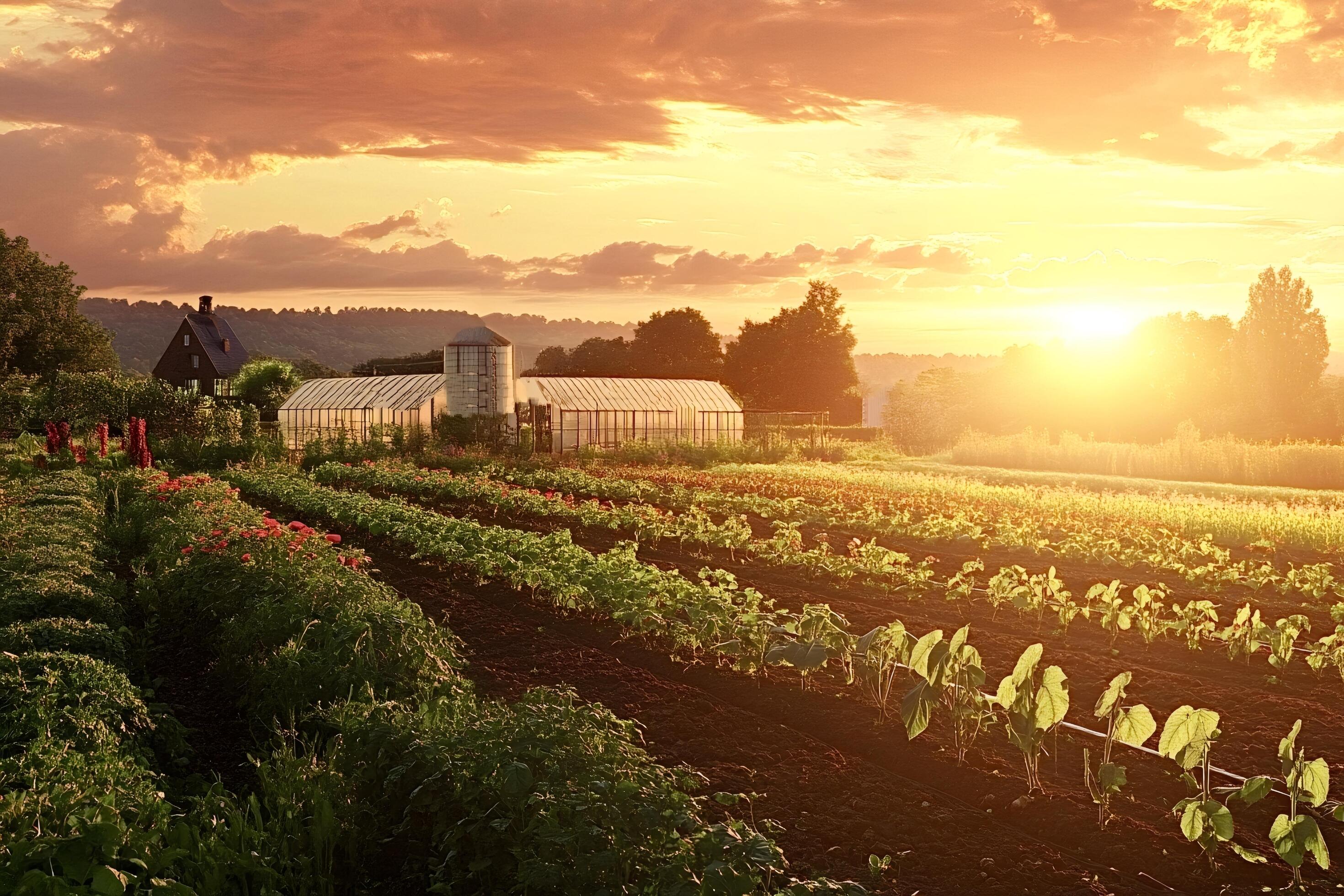 Cultivated field with crops growing at sunset near greenhouse and ...