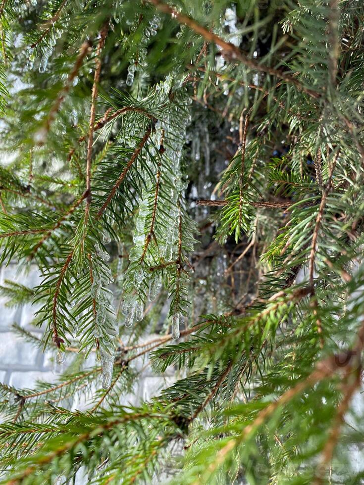 Detailed close up of green evergreen tree branches with fine needles ...