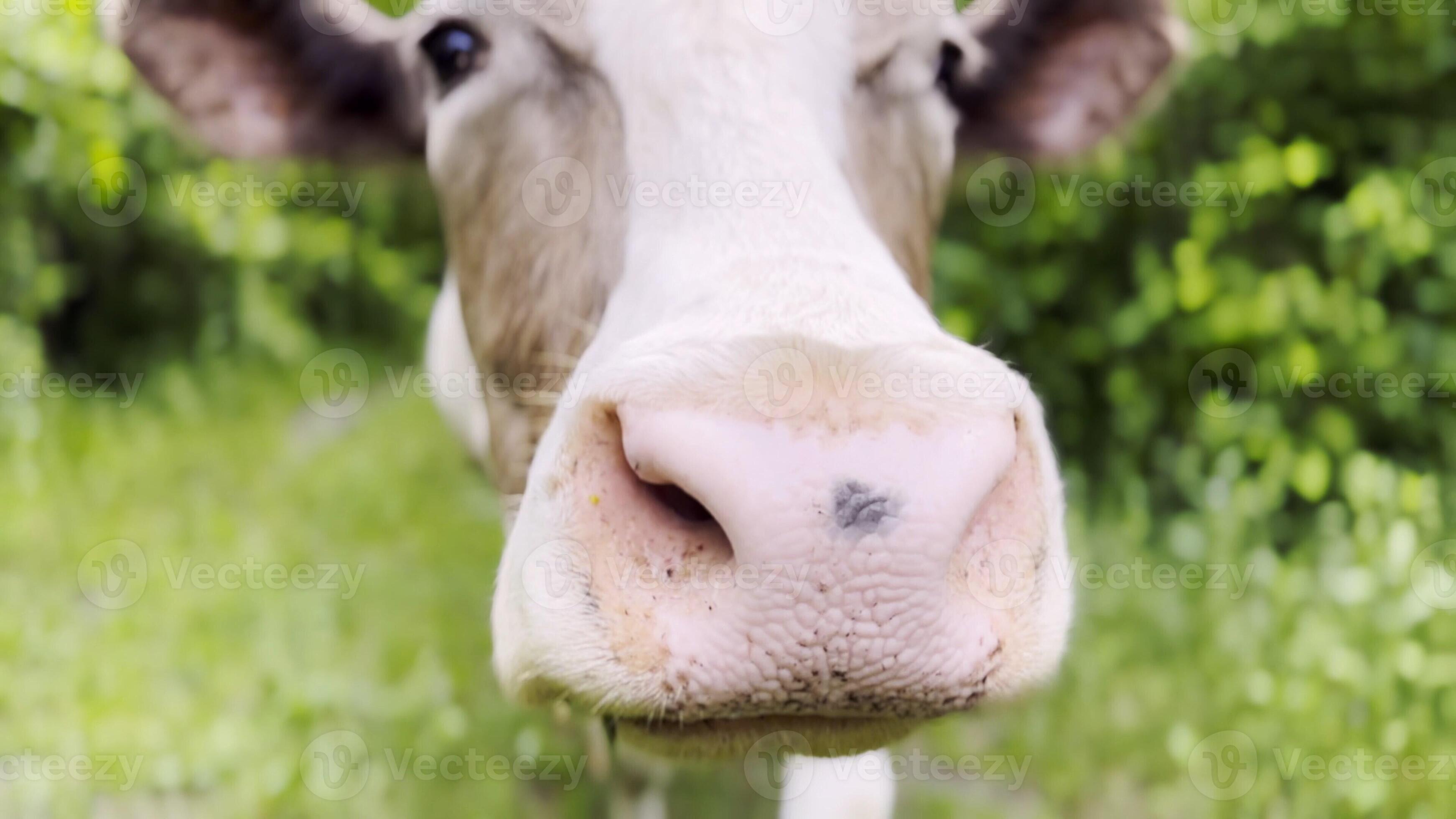 Curious cow looks into camera sniffing it with a big wet nose outdoor. Cute friendly animal ...