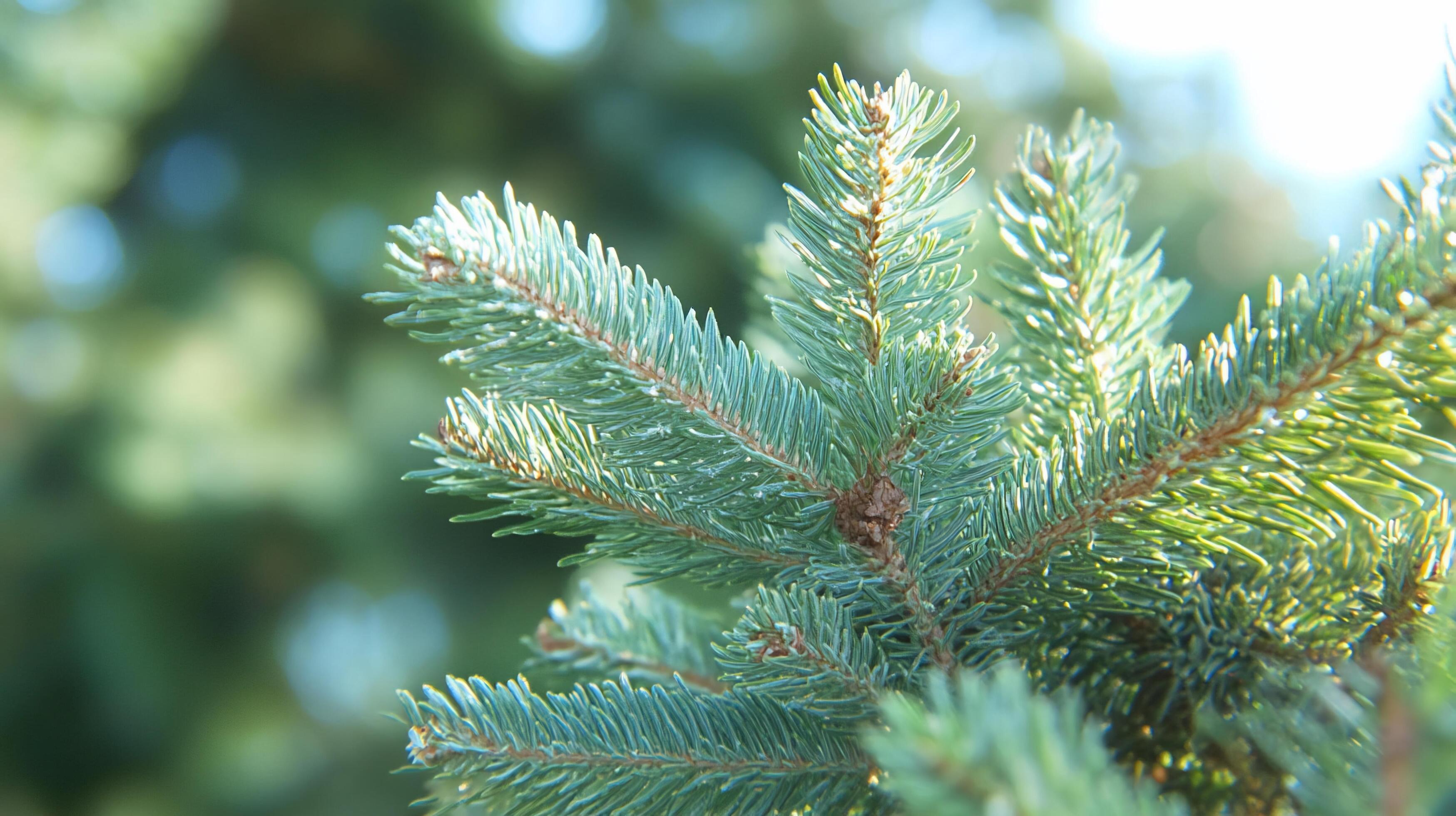 Close-up of evergreen tree branches with sunlight highlighting the ...