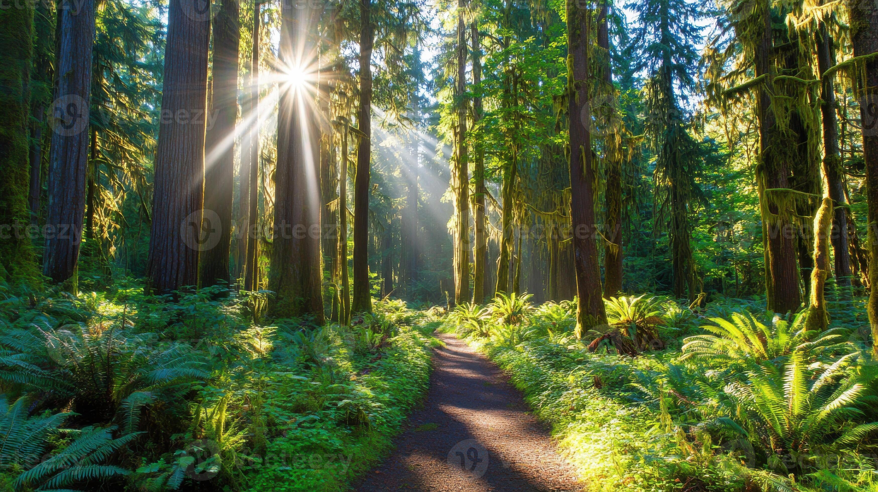 Serene sunlit forest path surrounded by towering trees and lush ferns in a vibrant woodland ...