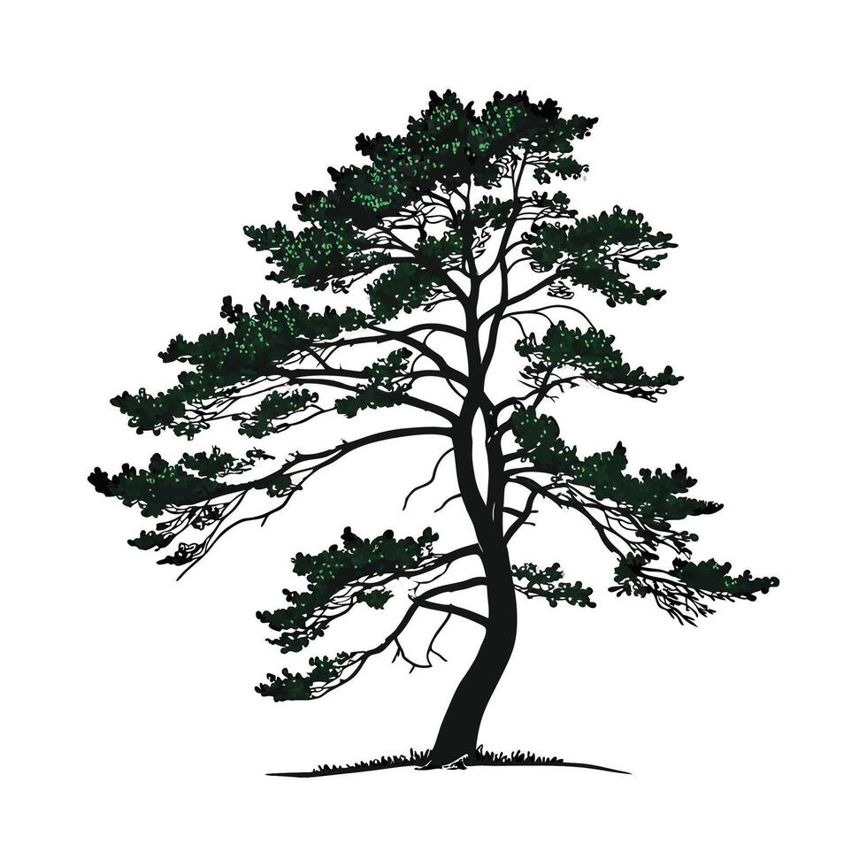 Charming Pine Tree Outline for Design 57812834 Vector Art at Vecteezy
