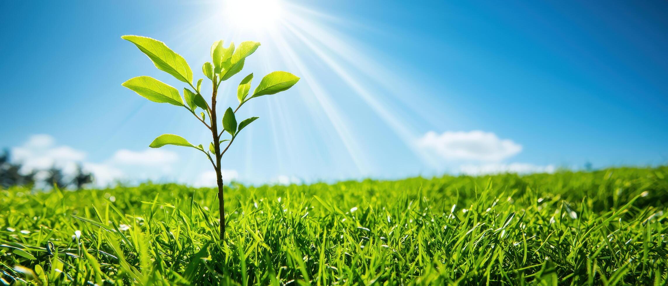 Emerging sapling growth lush green field nature photography bright sky upward perspective new ...