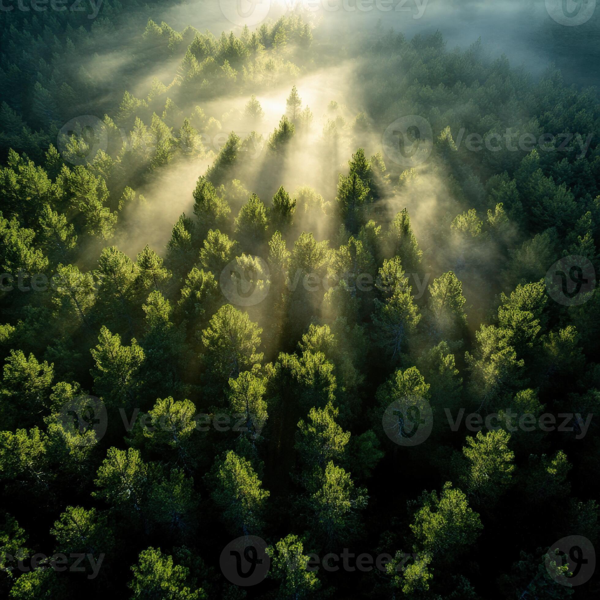 Misty forest landscape with sun rays illuminating pine trees 57919804 Stock Photo at Vecteezy