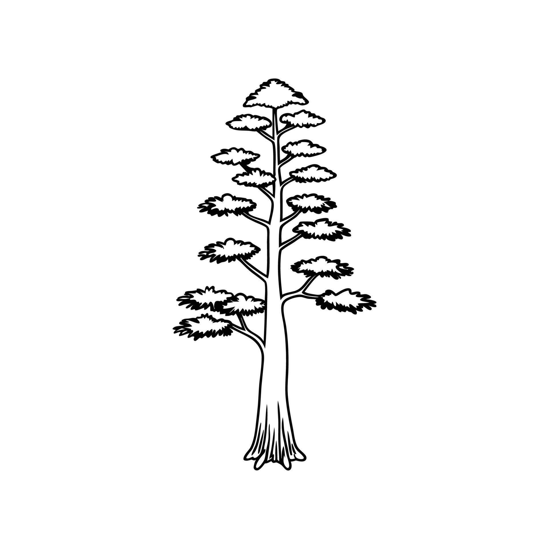 Outline of Bald Cypress Tree 57956116 Vector Art at Vecteezy