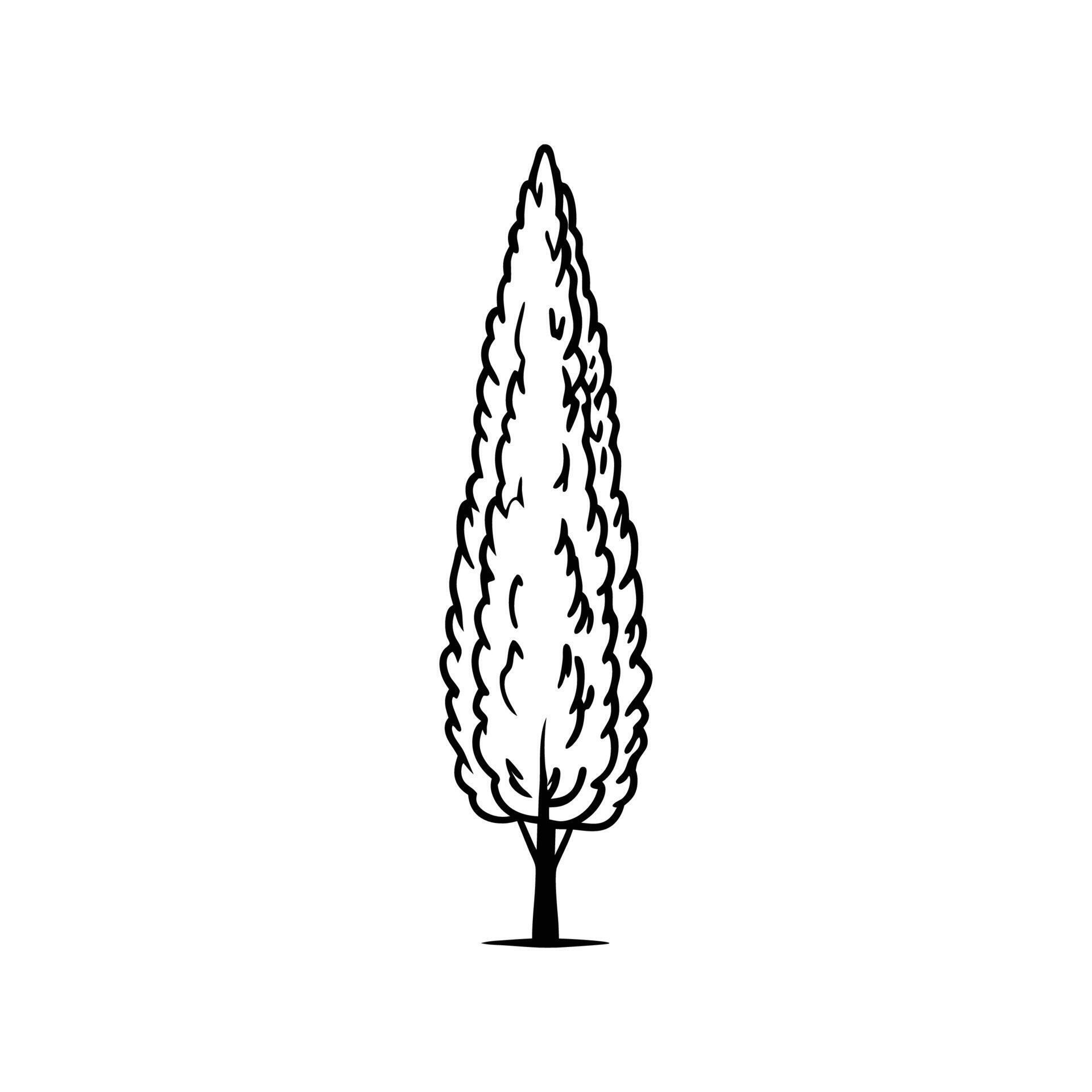 Artistic Outline of Italian Cypress Tree 57956537 Vector Art at Vecteezy