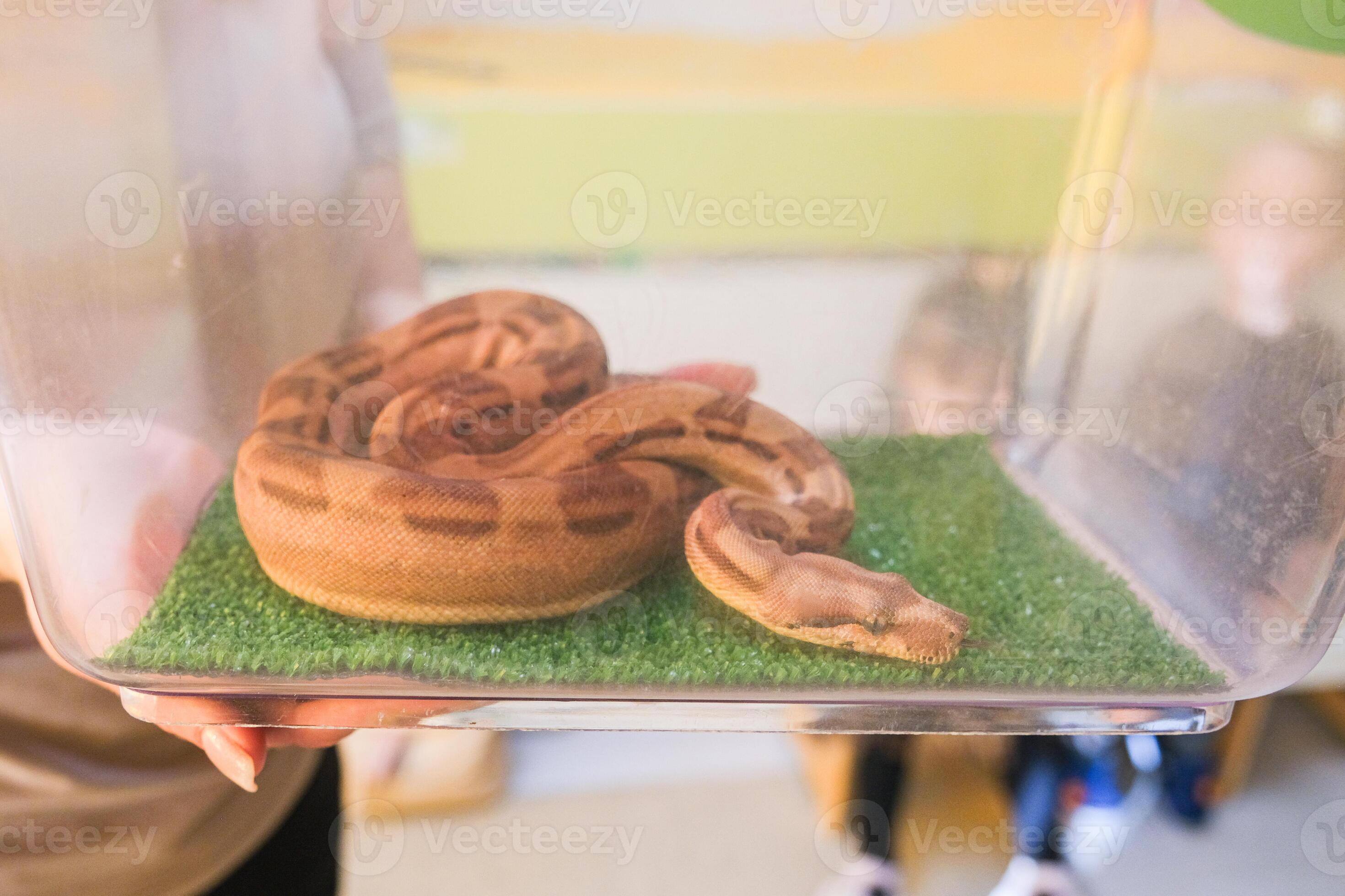 Small Snake Sitting In Transparent Container 57970096 Stock Photo at Vecteezy