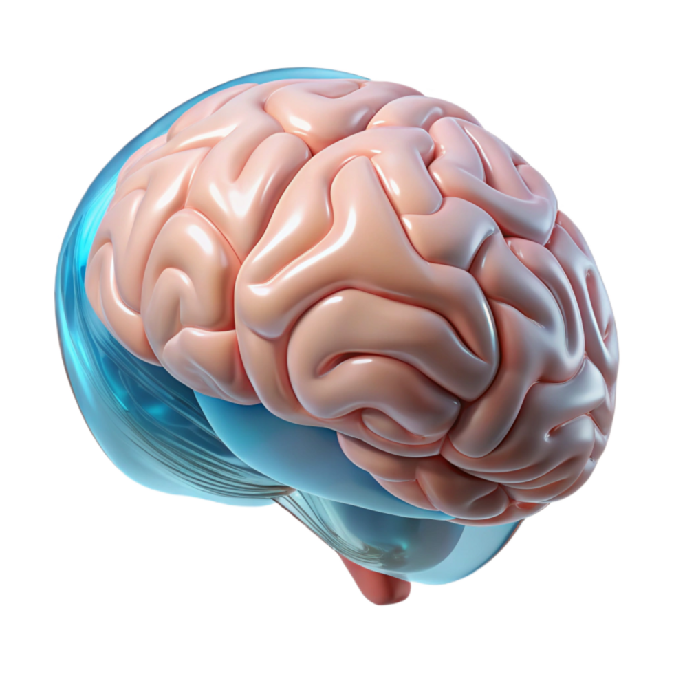 impressive abstract Brain Model Transparent View Internal Structures ...
