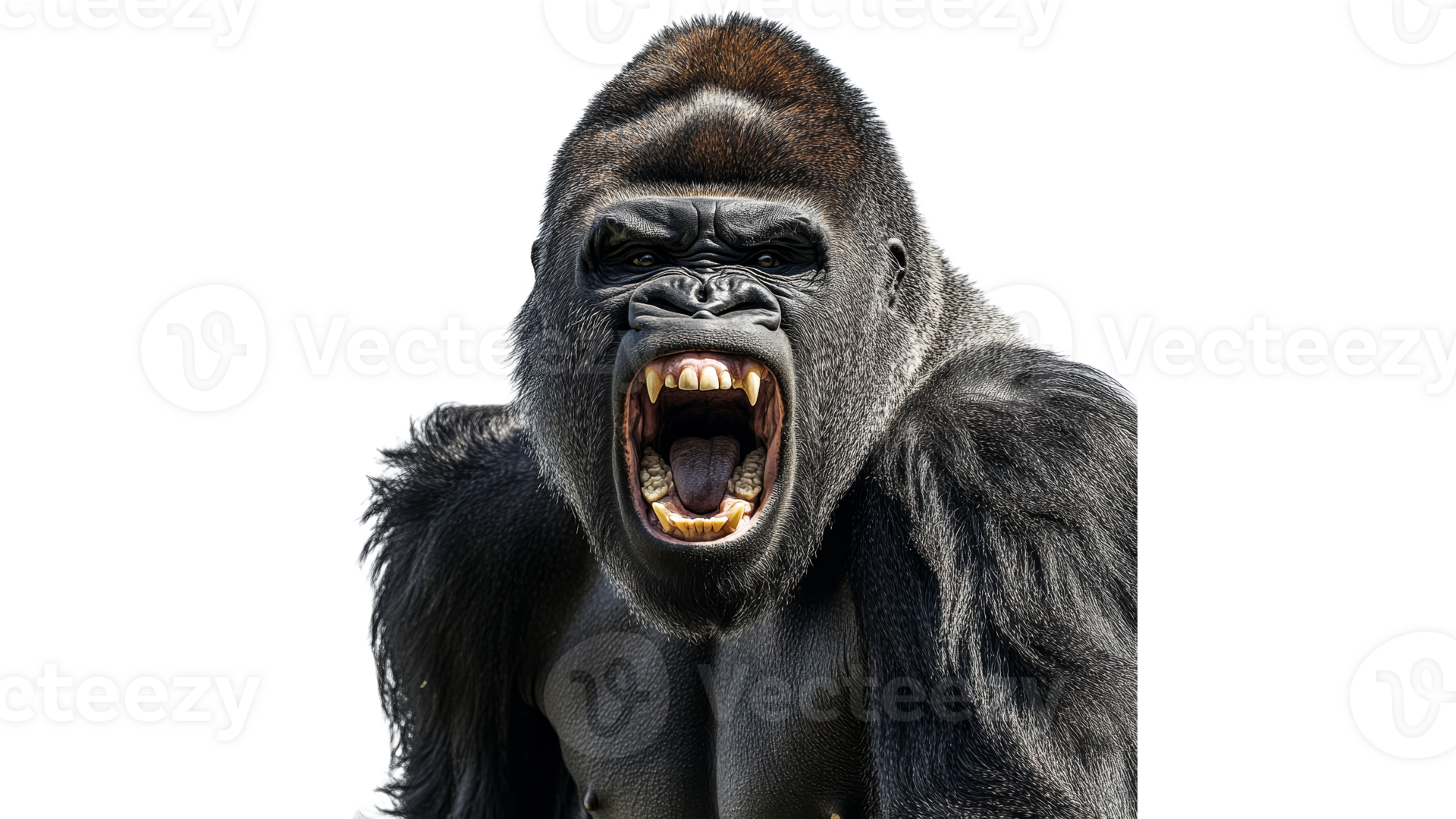 Powerful gorilla shows impressive strength 58028249 PNG