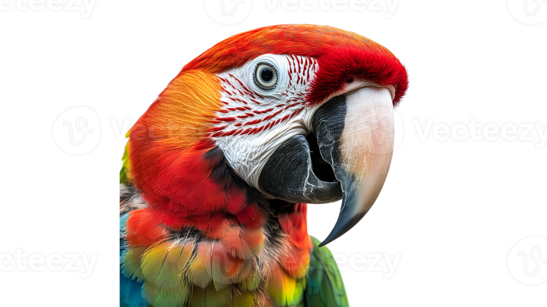 Vivid macaw with bright feathers 58034045 PNG