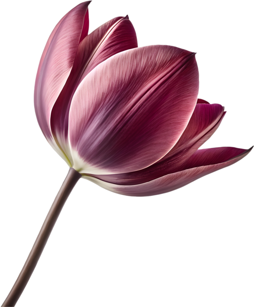 Simple Tulip Flower Clipart for Art and Design. . 58189565 PNG