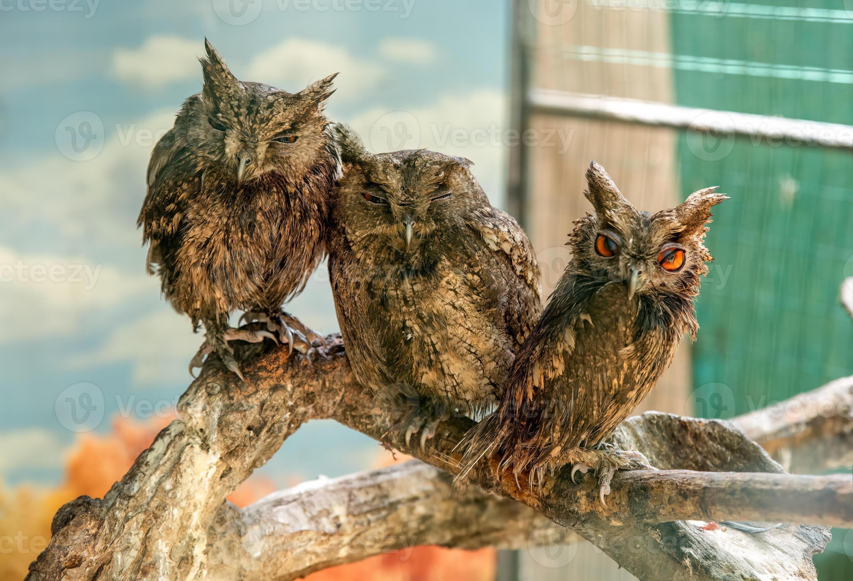 The collared scops owl Otus lettia birds sitting together 58195157 Stock Photo at Vecteezy