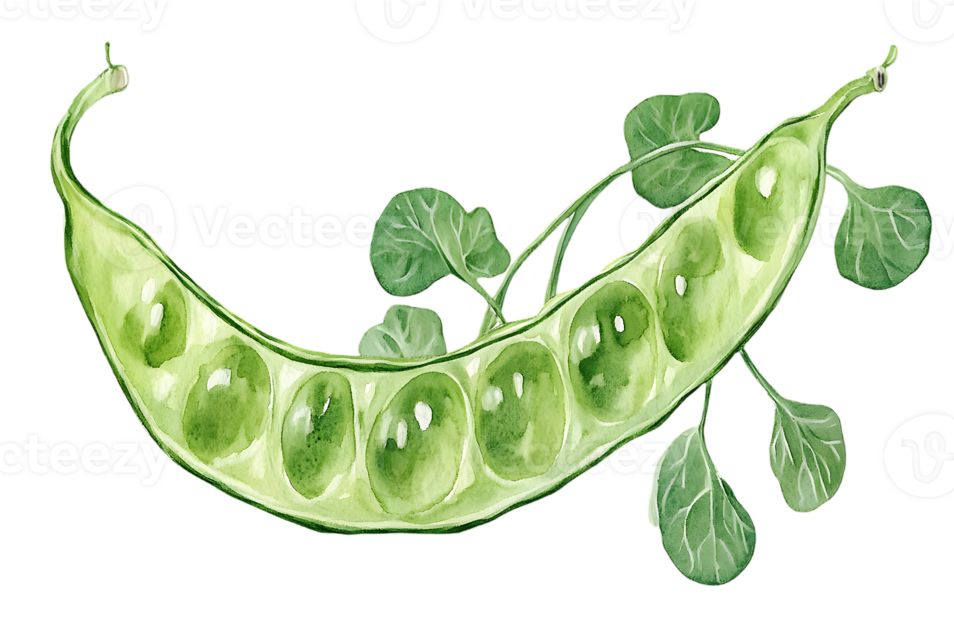 Watercolor Illustration Of A Green Pea Pod 58264668 PNG
