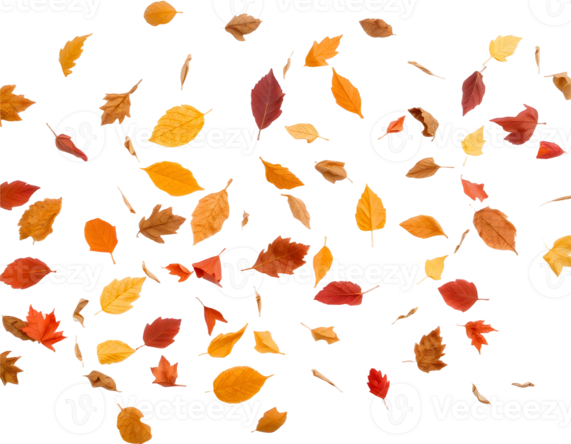 Autumn leaves falling 58279759 PNG