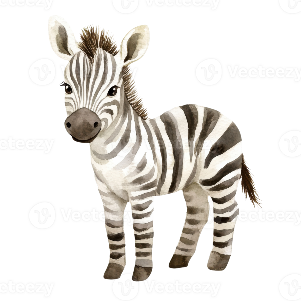 Adorable Watercolor Baby Zebra Clipart on transparent background ...