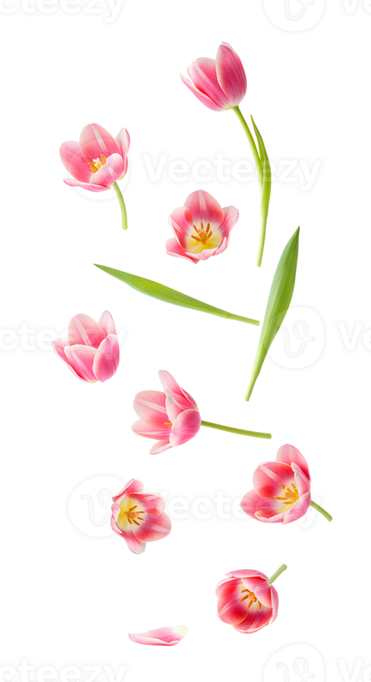 tulip flowers flat lay top view . pink tulip flower falling down ... tulip flowers flat lay top view . pink tulip flower falling down ...