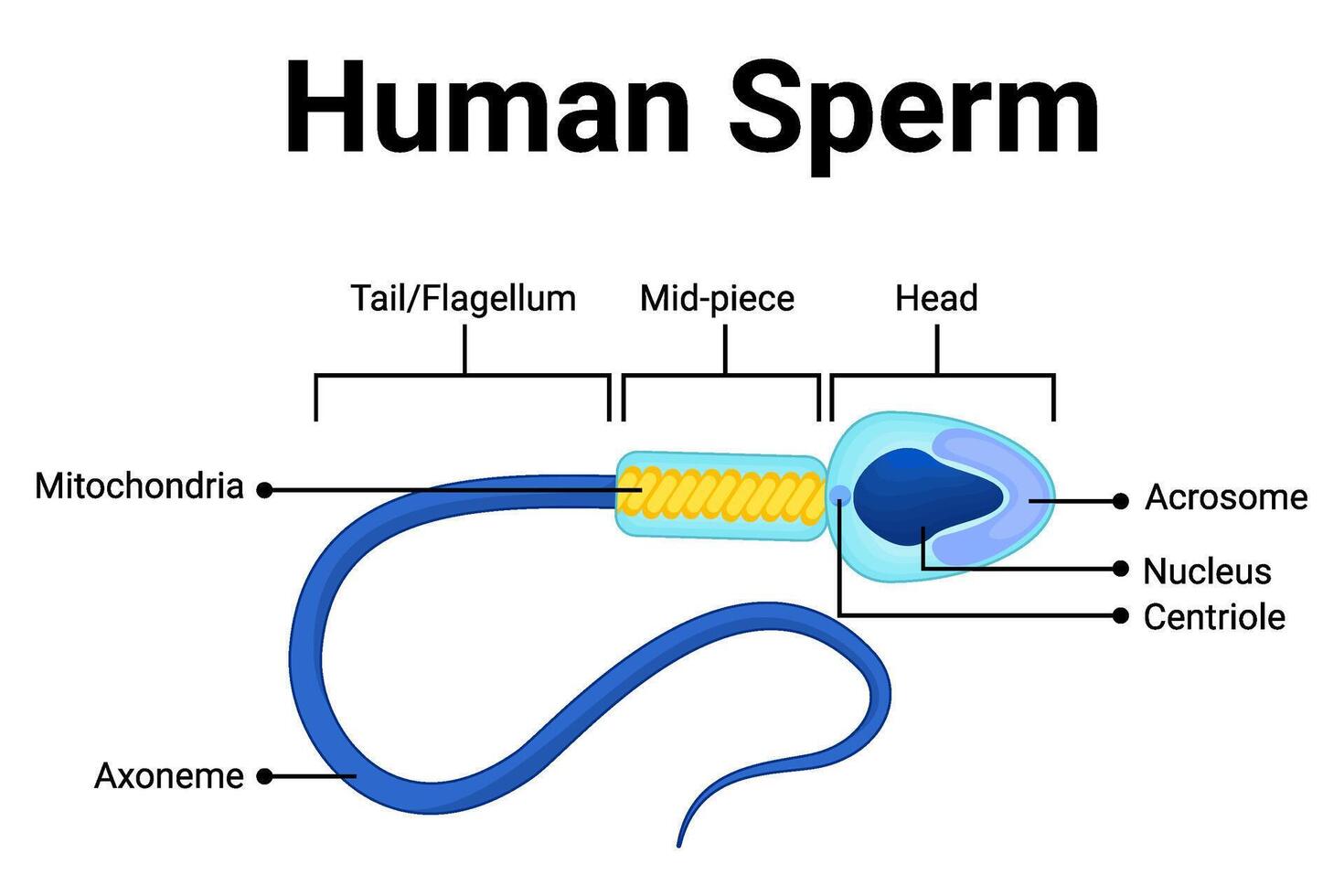 Human sperm cell structure diagram scientific design illustration ... Human sperm cell structure diagram scientific design illustration ...
